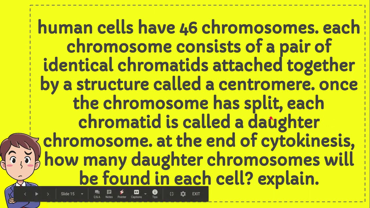 human cells have 46 chromosomes each chromosome consists of a pair of ...