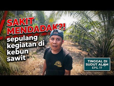 Sakit Medadak?! Sepulang Kegiatan di kebun Sawit | Tinggal di sudut Alam Eps.17