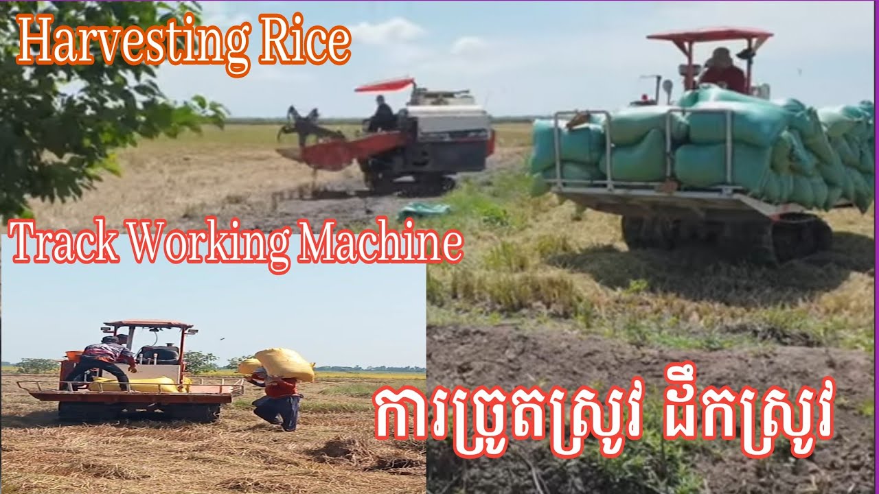ដឹកស្រូវ ច្រូតស្រូវប្រាំង Farmers Transport Heavy Rice , Harvesting ...