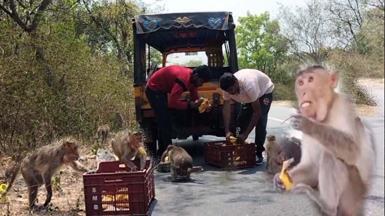 Funny and Cute Monkey Videos Compilation l Funny Monkey Videos l Baby ...