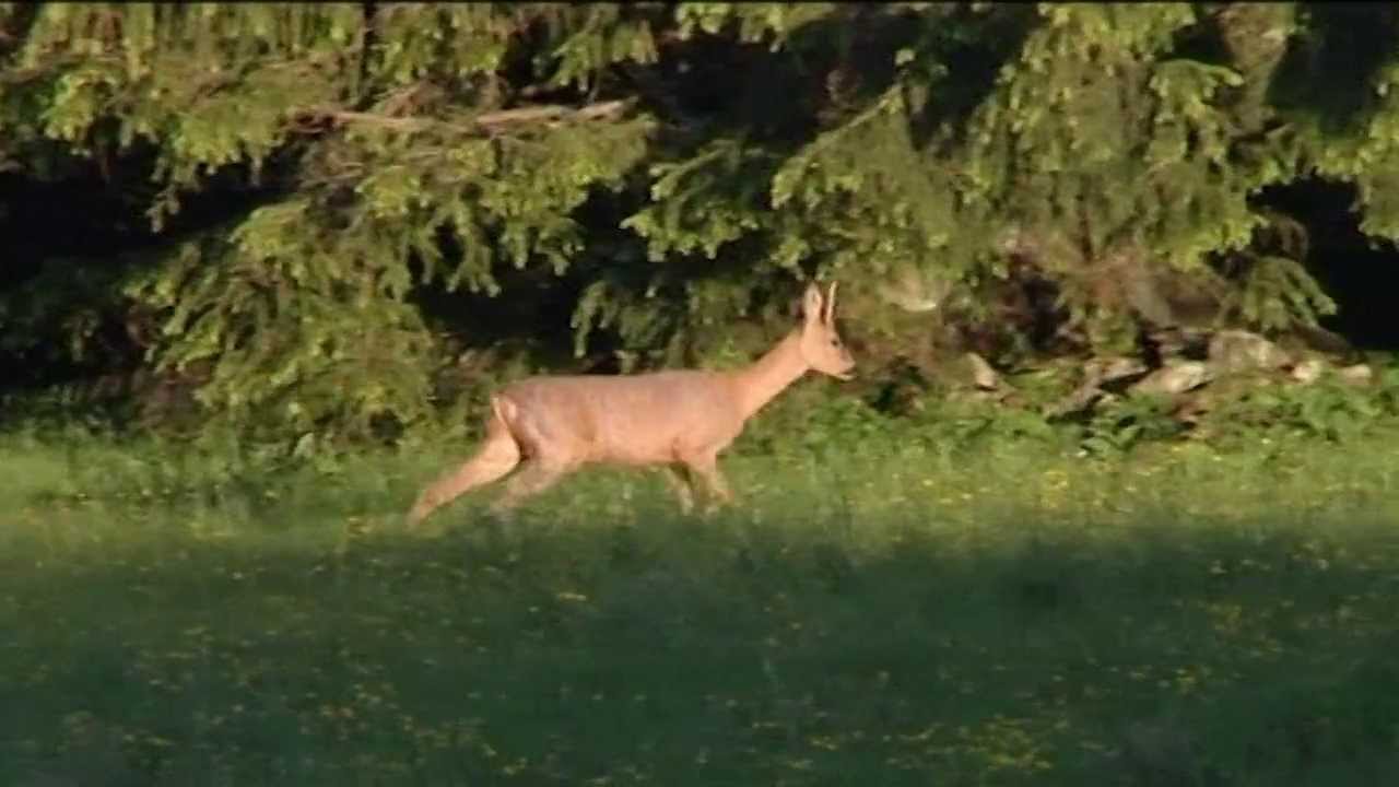 Deer management - Rural Affairs, Climate Change and Environment ...