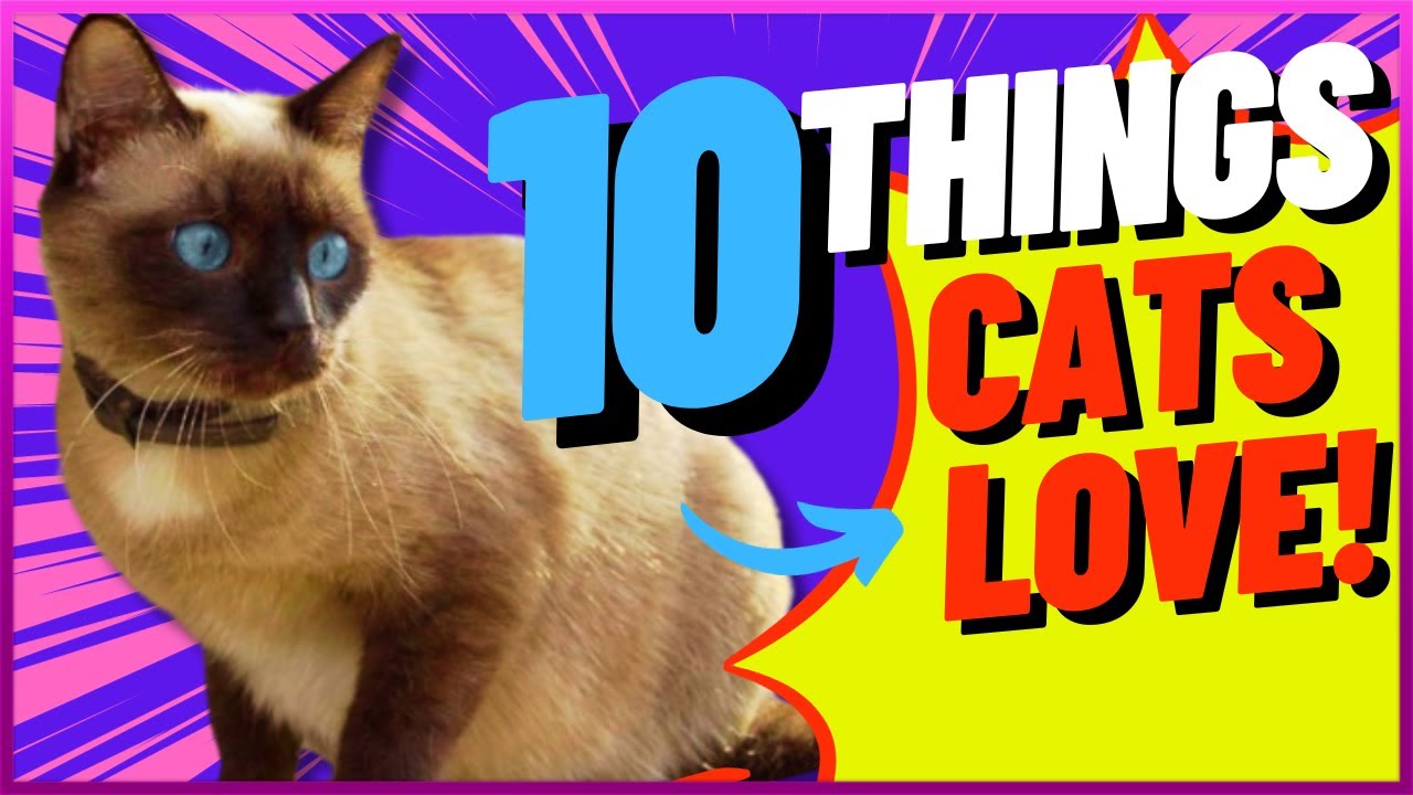"Unveiling the Feline Universe: 10 Things Cats Love! 🐾 #My Cat My Dog ...