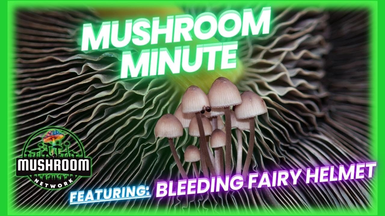 Bleeding Fairy Helmet (Mycena Haematopus) - The 🍄 Mushroom Network # ...