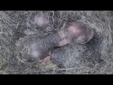 cüce tavşan doğum yapmış