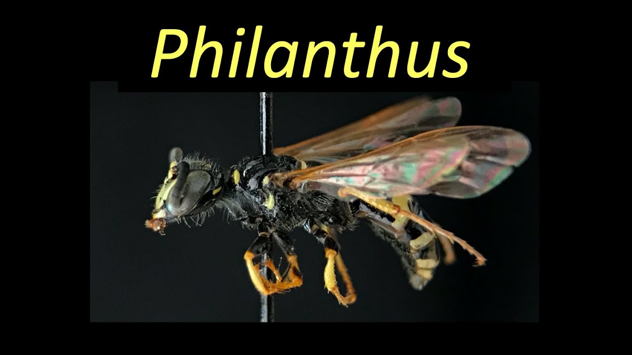 Philanthus -eastern (Philanthidae) - YouTube