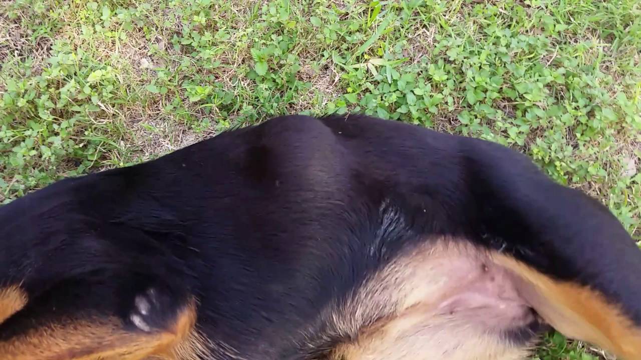 Rottweiler Puppy Has HUGE Lump On Her Rib Cage YouTube rottweiler-puppy-has-huge-lump-on-her-rib-cage-youtube