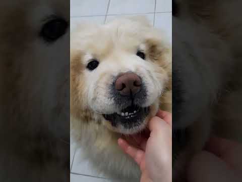Chow chow KÖPÜK annesi ile sevgi oyunu oynuyor