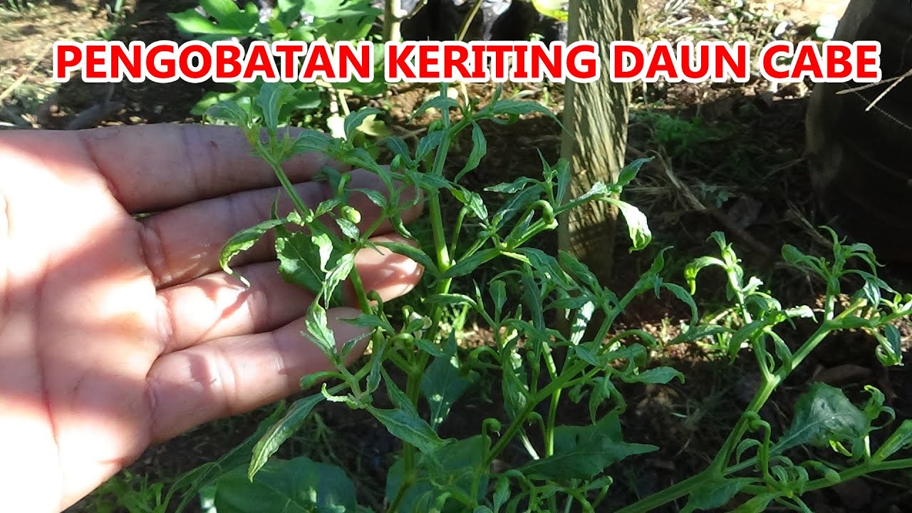 Daun Cabe Keriting Ini Langkah Pengobatan Keiting Daun Cabe secara ...