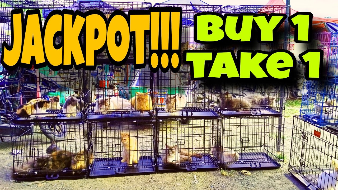 BOCAUE PET MARKET JACKPOT!! December 15, 2023 - YouTube