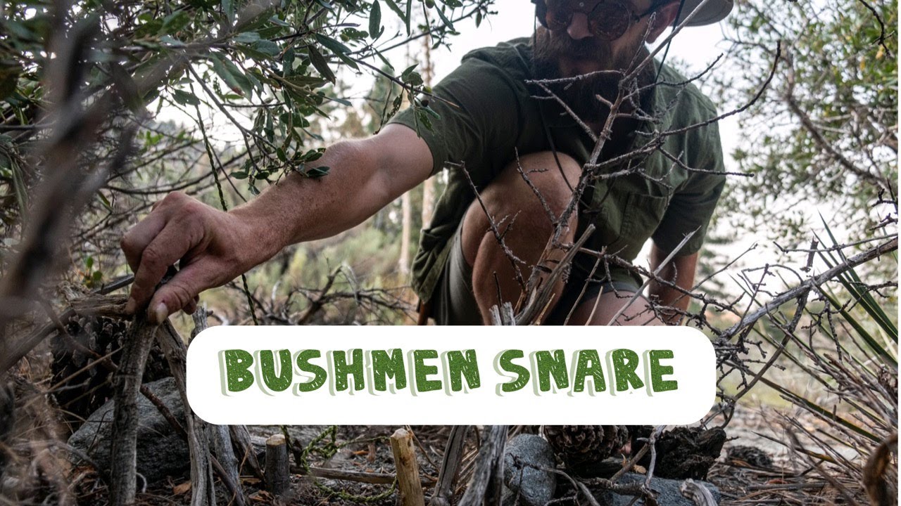 South African Bushmen Snare | Most Effective Primitive Trap - YouTube