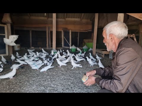 Xaçmazli Arif Kişinin Goyercinleri tel 055.260.46.17        04.04.2025 #Bakigoyercinleri #голубибаку