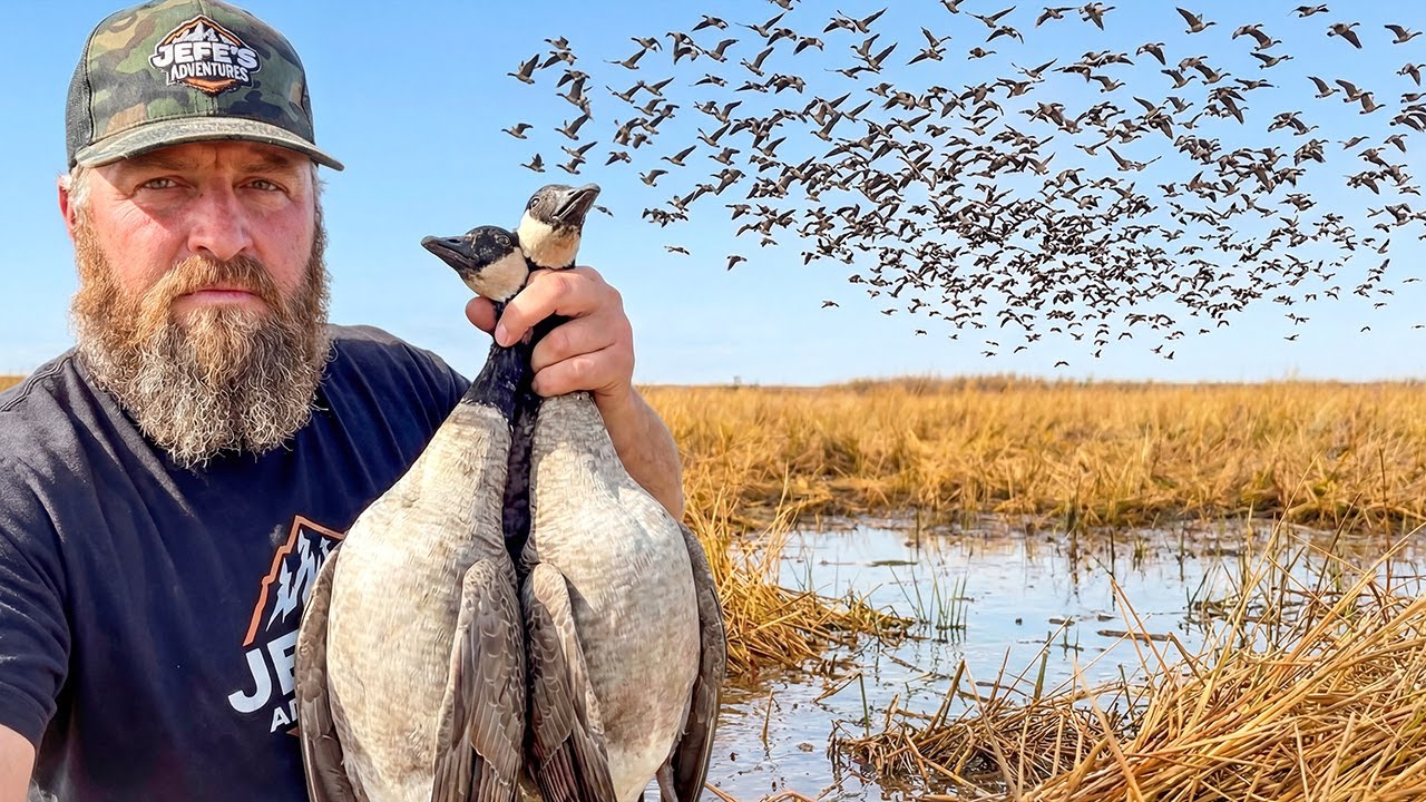 I Go Hunting For Geese in California! - YouTube