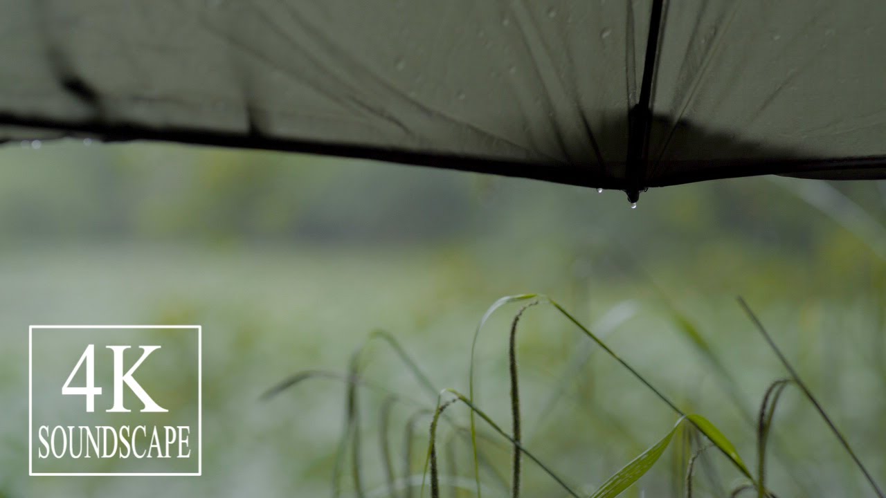 Woodland Rain sounds on lake | Rain sounds on umbrella for sleep and ...