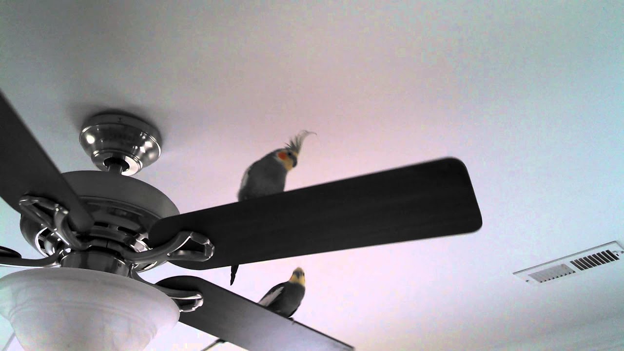Cockatiels ride the ceiling fan. - YouTube