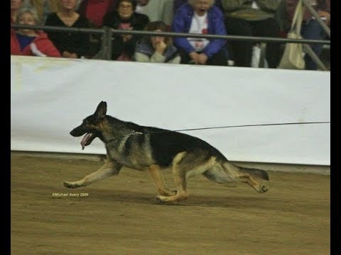 2008 GSDCA National. Judge Helen Gleason. Part 1 of 3. - YouTube