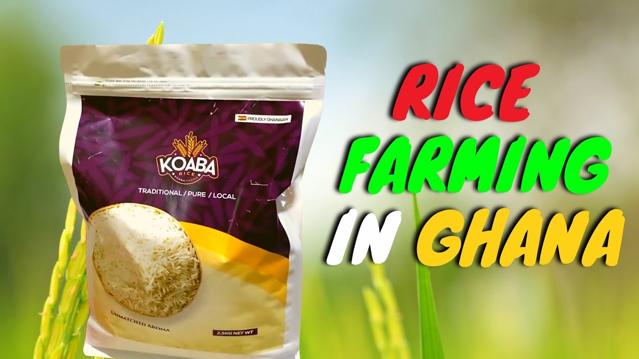 WHY I GROW RICE IN GHANA.. AGRICULTURE - YouTube