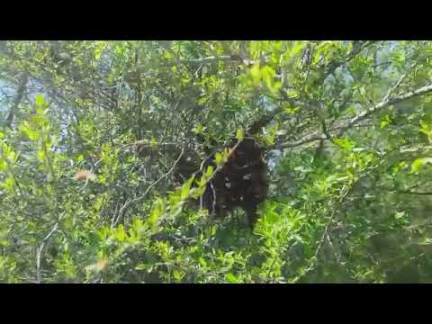 Bee-N-B - Dadeville, Alabama #lakemartinarea.com