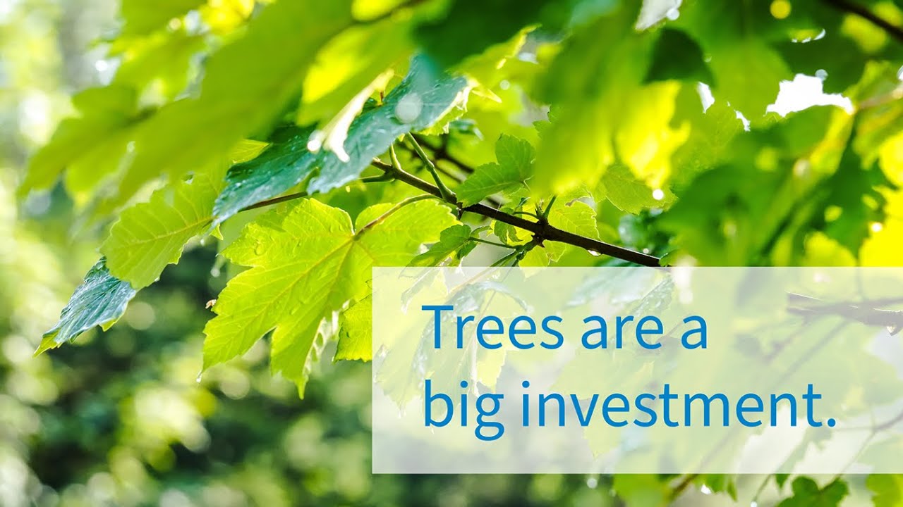 Grow Healthier Trees and Improve ROI - YouTube