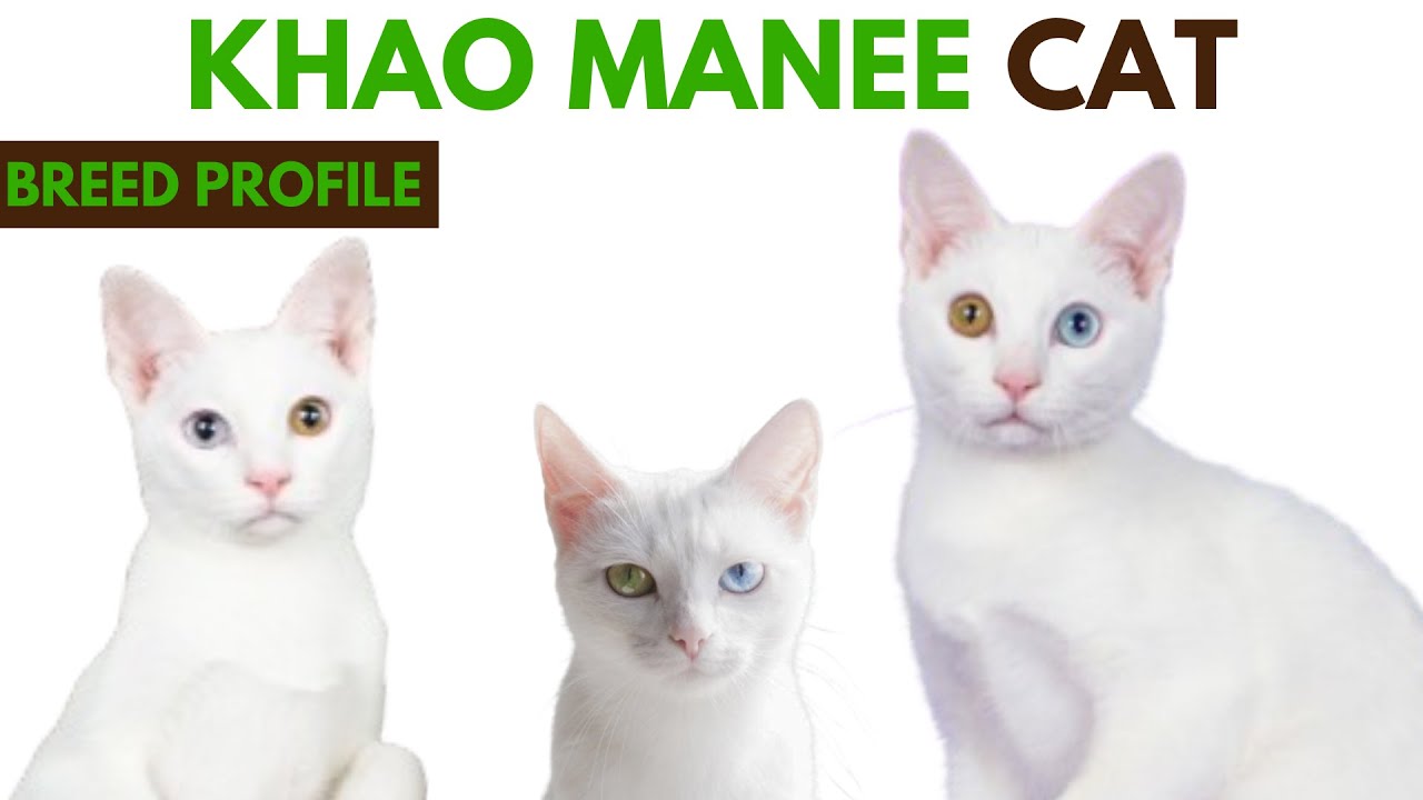 Khao Manee Cat Breed Profile History - Traits - Price - Khao Manee Cat ...