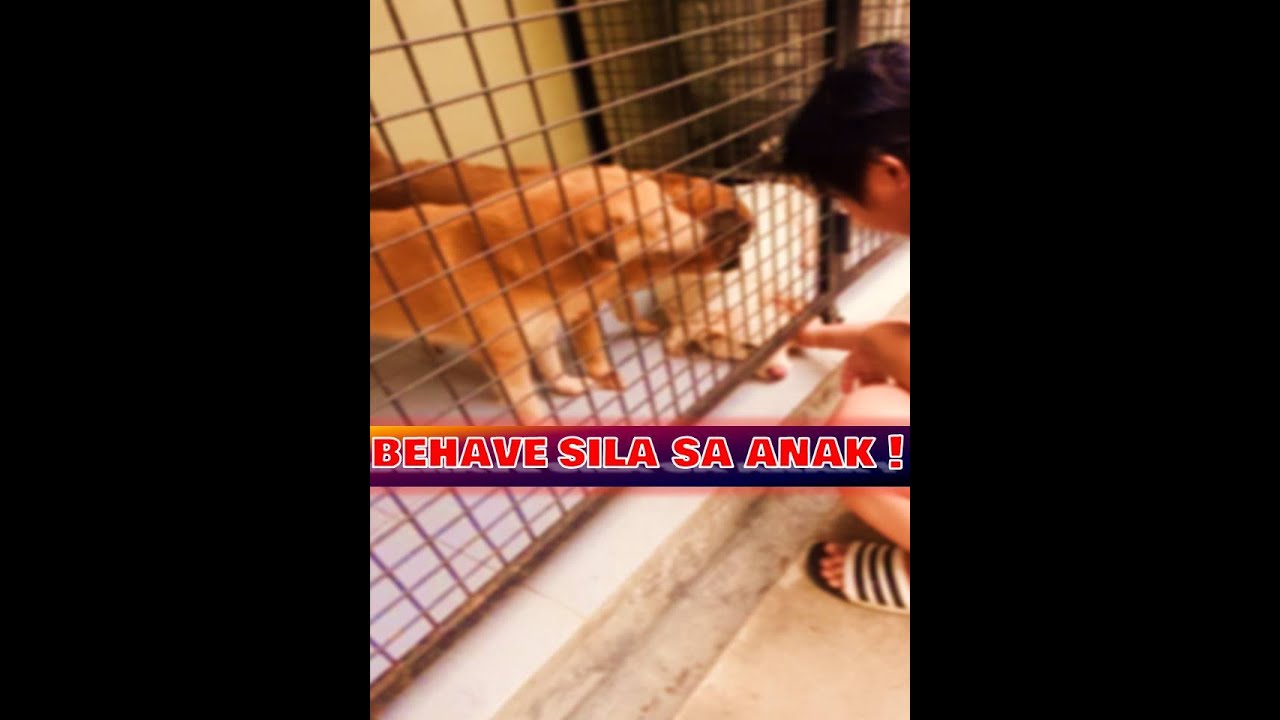 Nakikipaglaro ang aking mga aso sa anak ko - YouTube