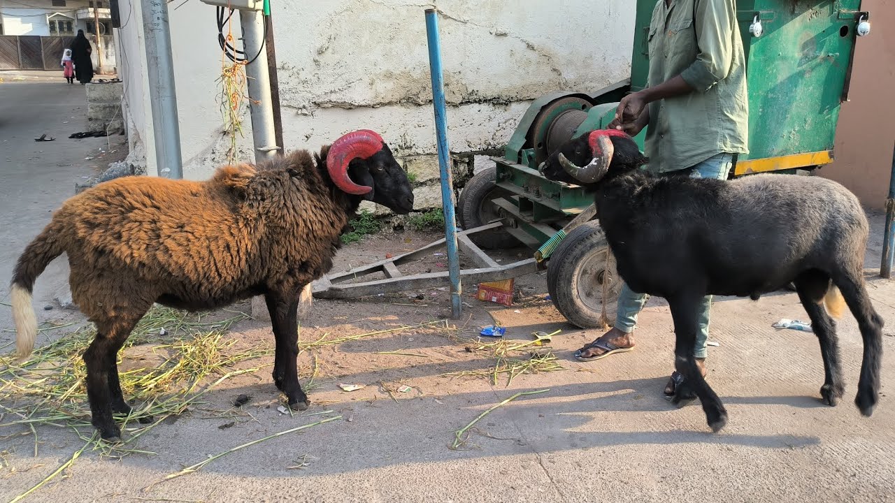 Big size Rampuri‪ Available contact 9000221447‬ - YouTube