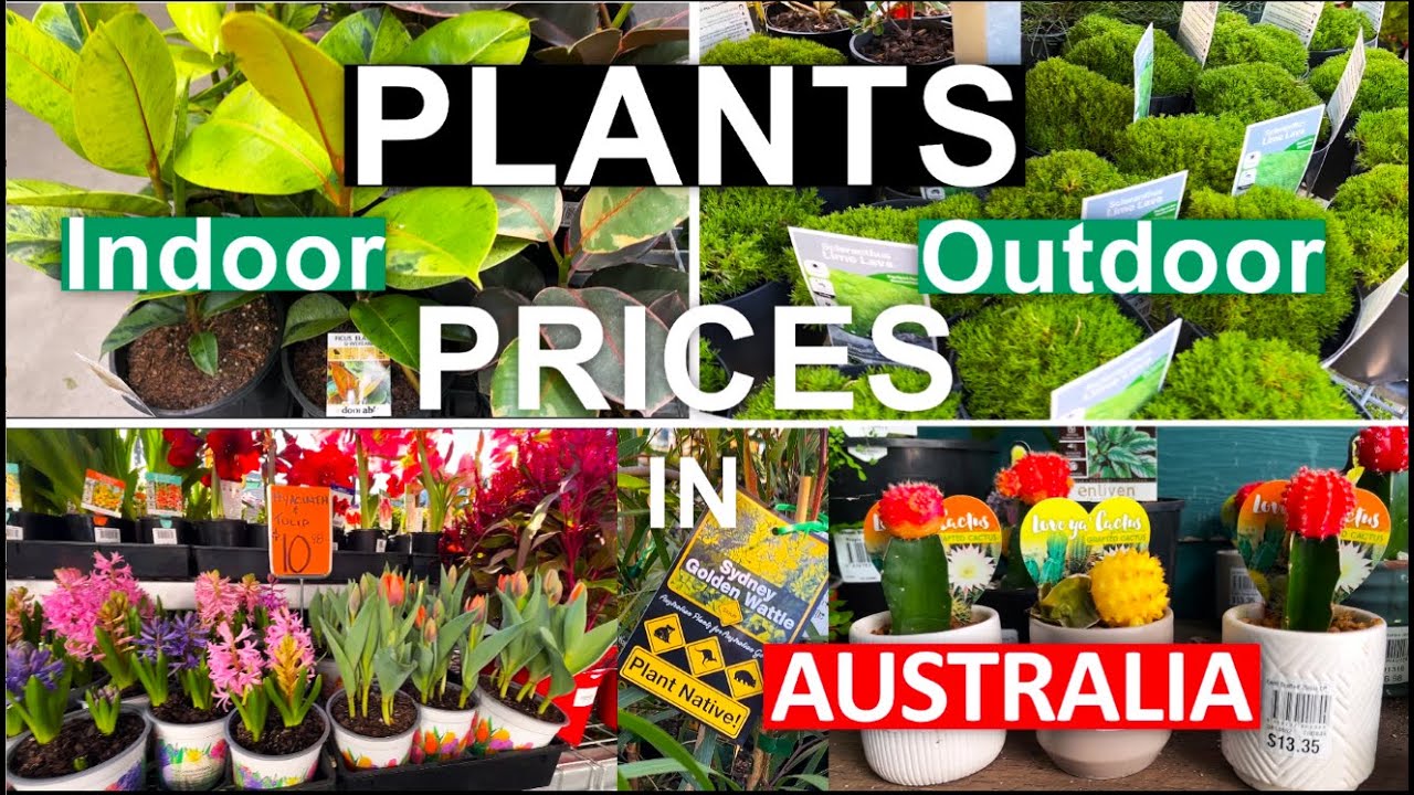 🪴ЦЕНЫ НА РАСТЕНИЯ ДЛЯ САДА И ДОМА #австралия /PLANTS PRICES, NURSERY # ...