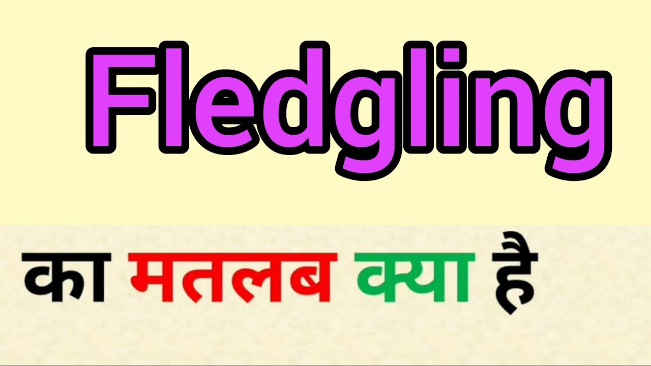 Fledgling meaning in hindi || fledgling ka matlab kya hota hai || word ...