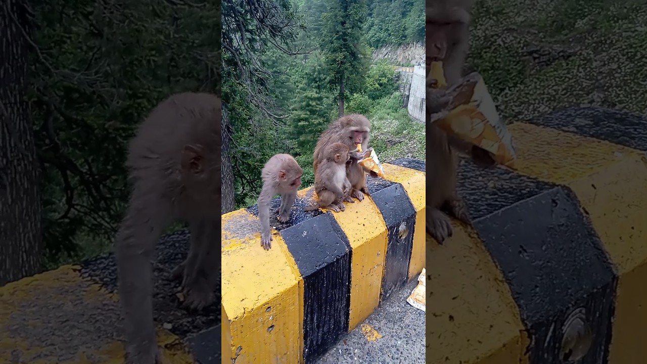 Monkey eating chips with his kids - YouTube