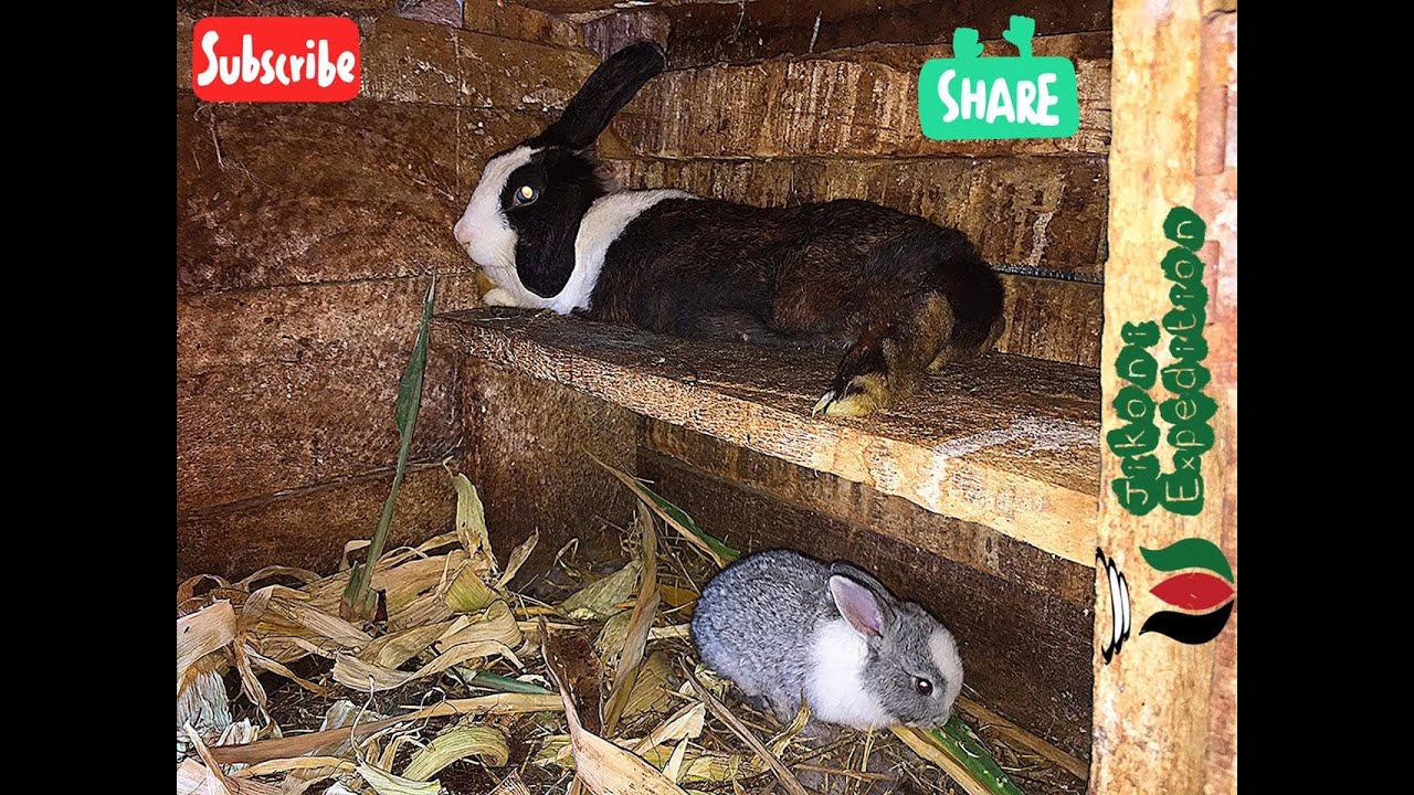 Small Scale Rabbit Breeding in Ukambani!! || *Kenyan (2019) # ...