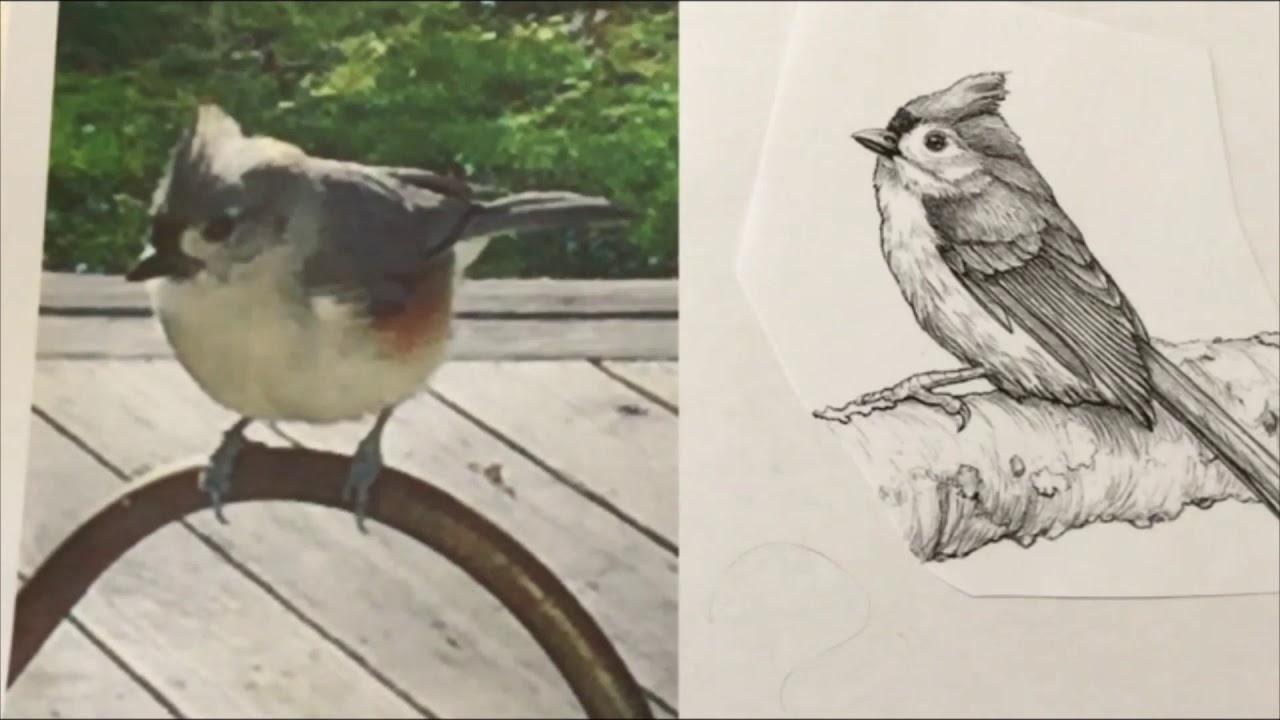 Tufted Titmouse Drawing - YouTube