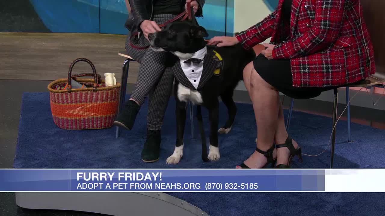 Furry Friday: Dobby - YouTube