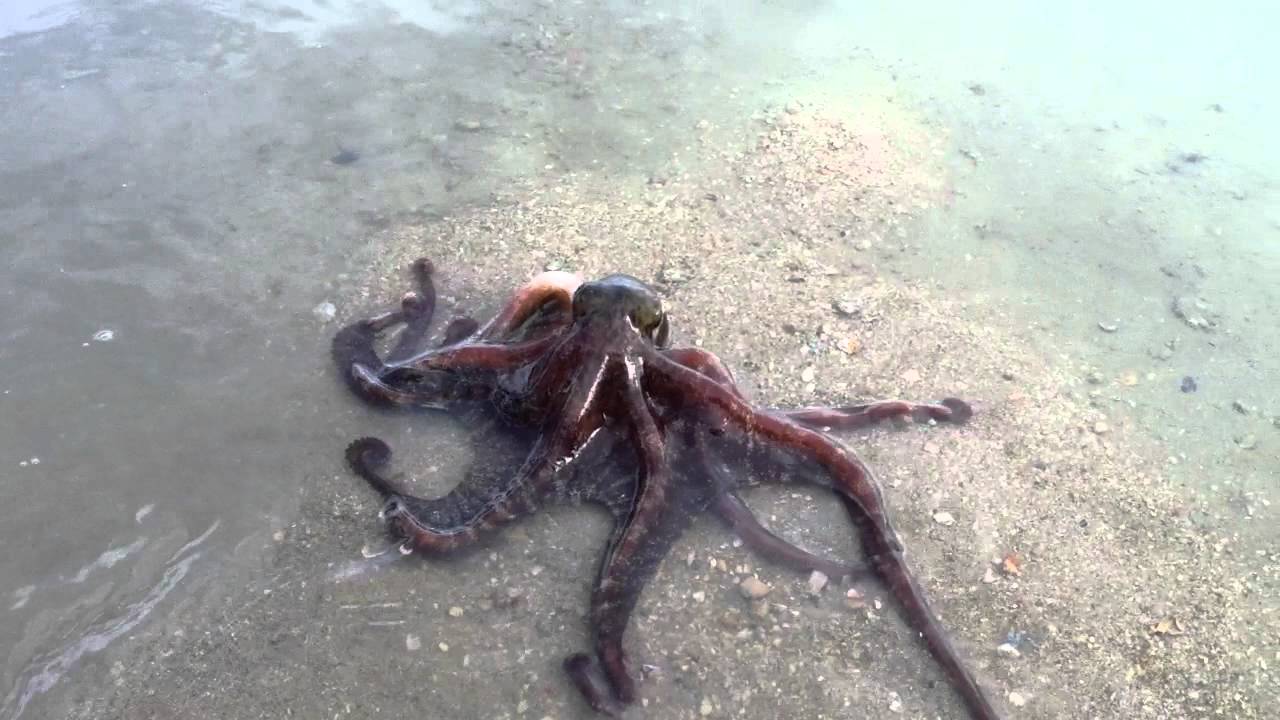 Octopus at Big Sister's Island, Singapore - YouTube