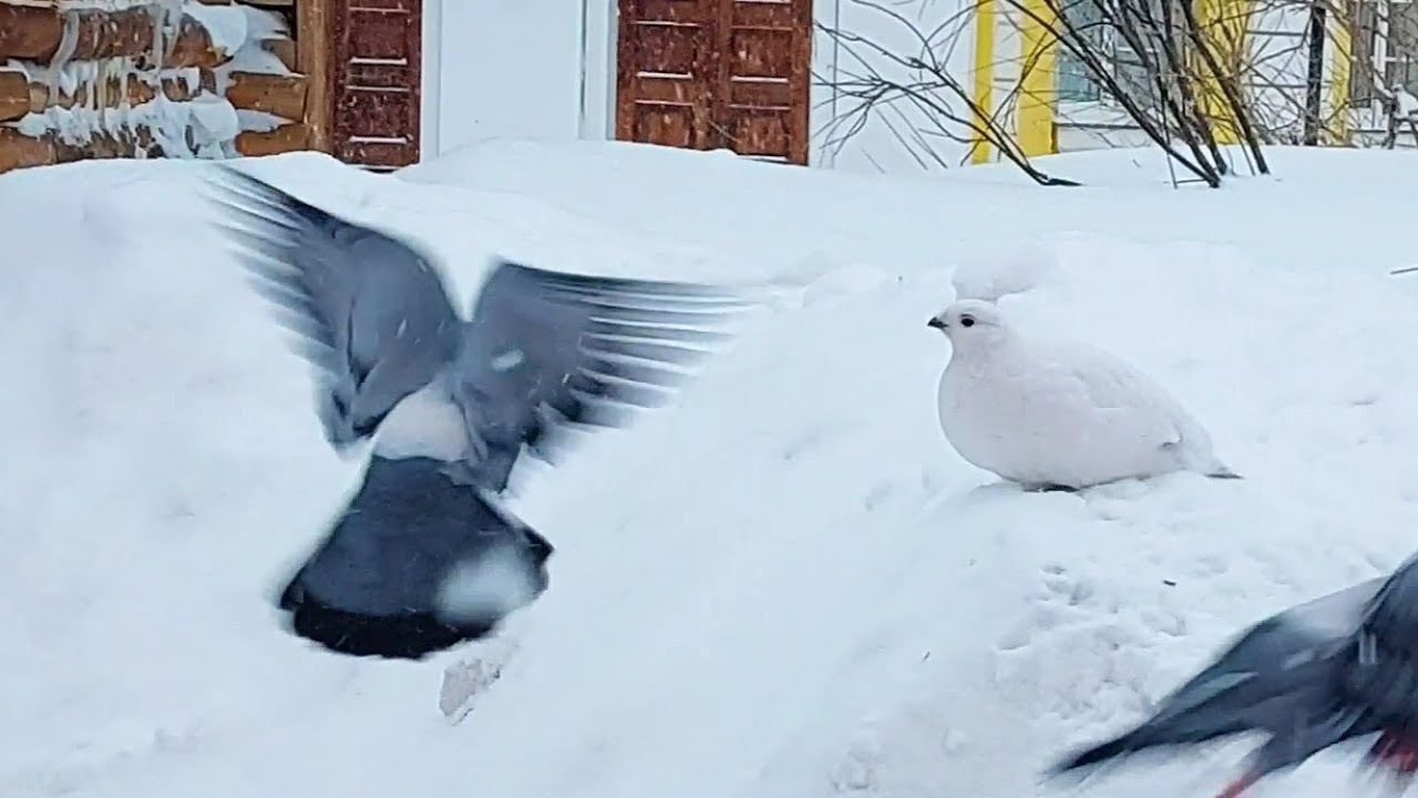 Полярные куры гуляют с голубями. Куропатки в Норильске. Polar chickens ...