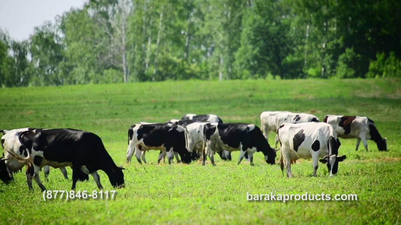Baraka Cheese #2 - YouTube