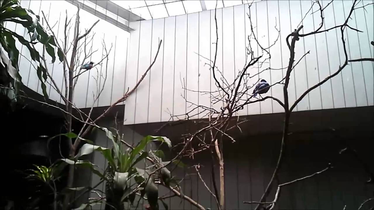 The Bird House- St Louis Zoo - YouTube