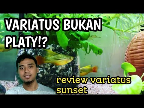 REVIEW "PLATY" (VARIATUS) SUNSET XIPHOPHORUS VARIATUS - YouTube
