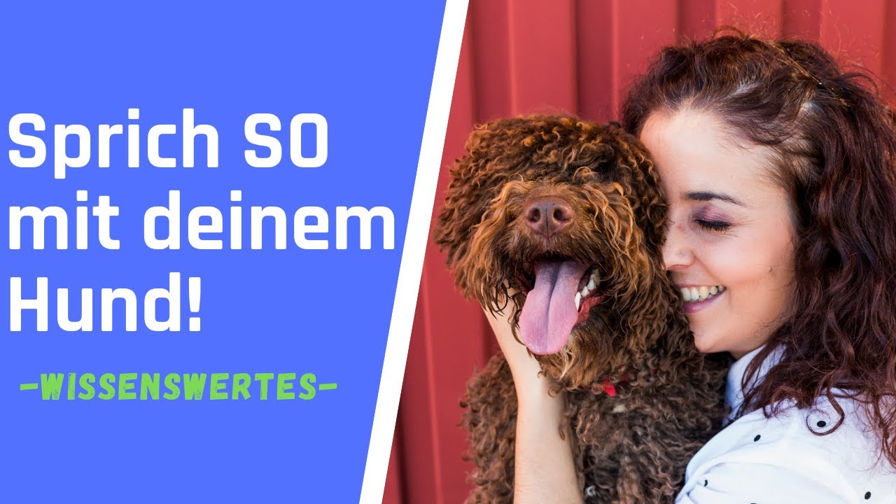 SO solltest du mit deinem Hund sprechen! - YouTube