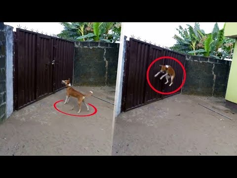Bahçeye Bir Kamera Koydular ve Köpeklerine Olan Şeyi Görünce Şok Olabilirsin