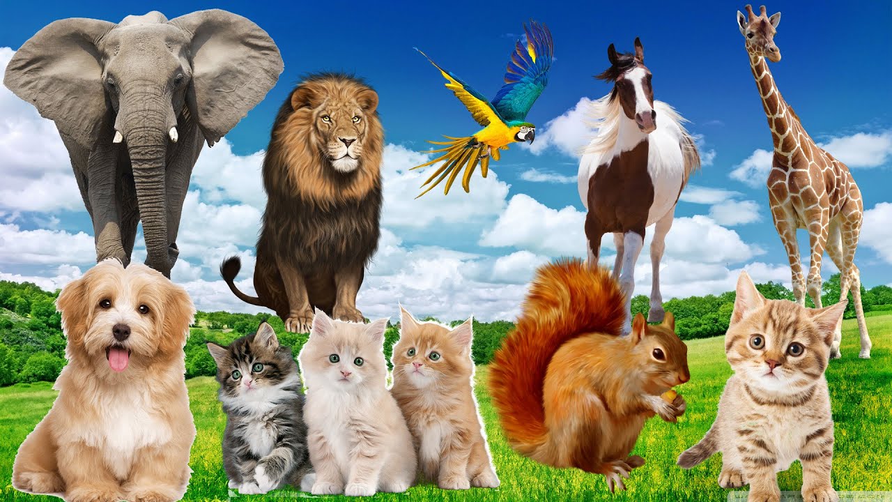 Dance of the animals in the forest: monkey, elephant, pig, bear, tiger ...