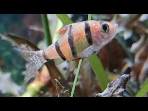 Day 3, 200L Tropical fish tank with ICK (Whitespot!) No Fish Dead 🐠🐟🐡 ...