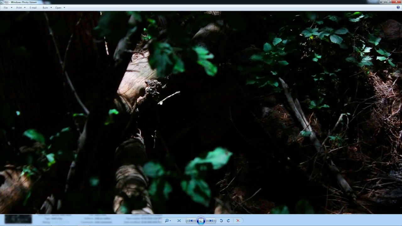 Tree Troll Caught On Camera!!!?? - YouTube