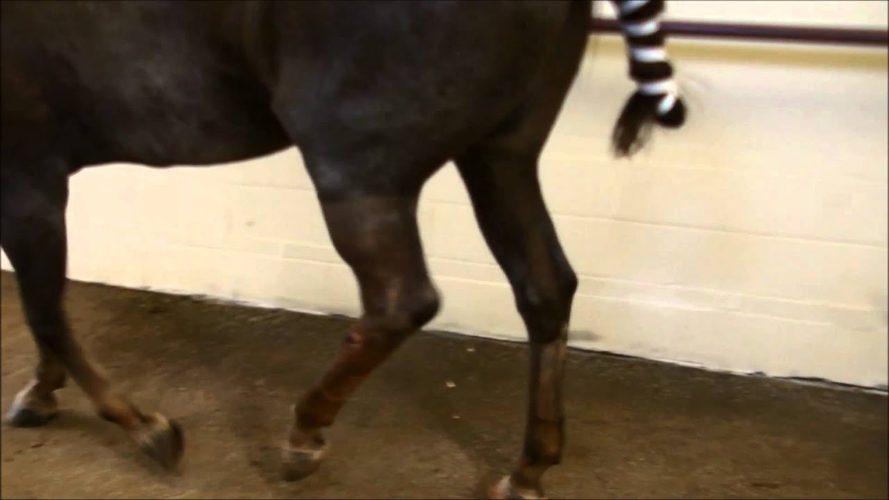 short version ivan after stringhalt surgery - YouTube