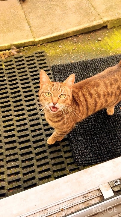 Chickpea Tabbycat Got Late For Lunch And C Its Reaction Cutekitty Viral Youtube