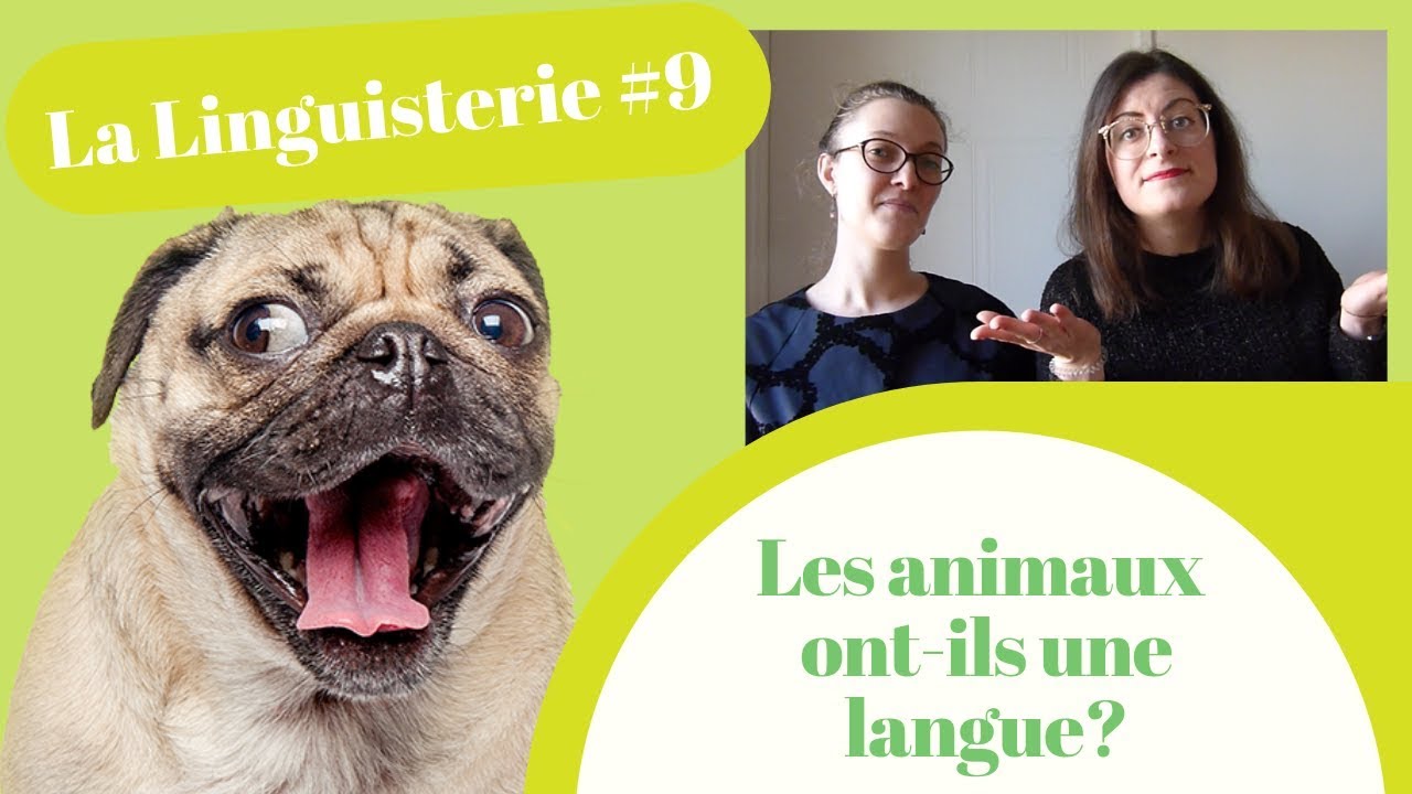 La Linguisterie #9 - Les animaux ont-ils une langue ? - YouTube