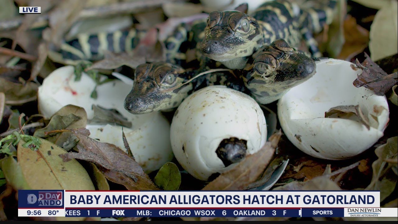 Wild Wednesday: Baby American Alligators hatch at Gatorland - YouTube