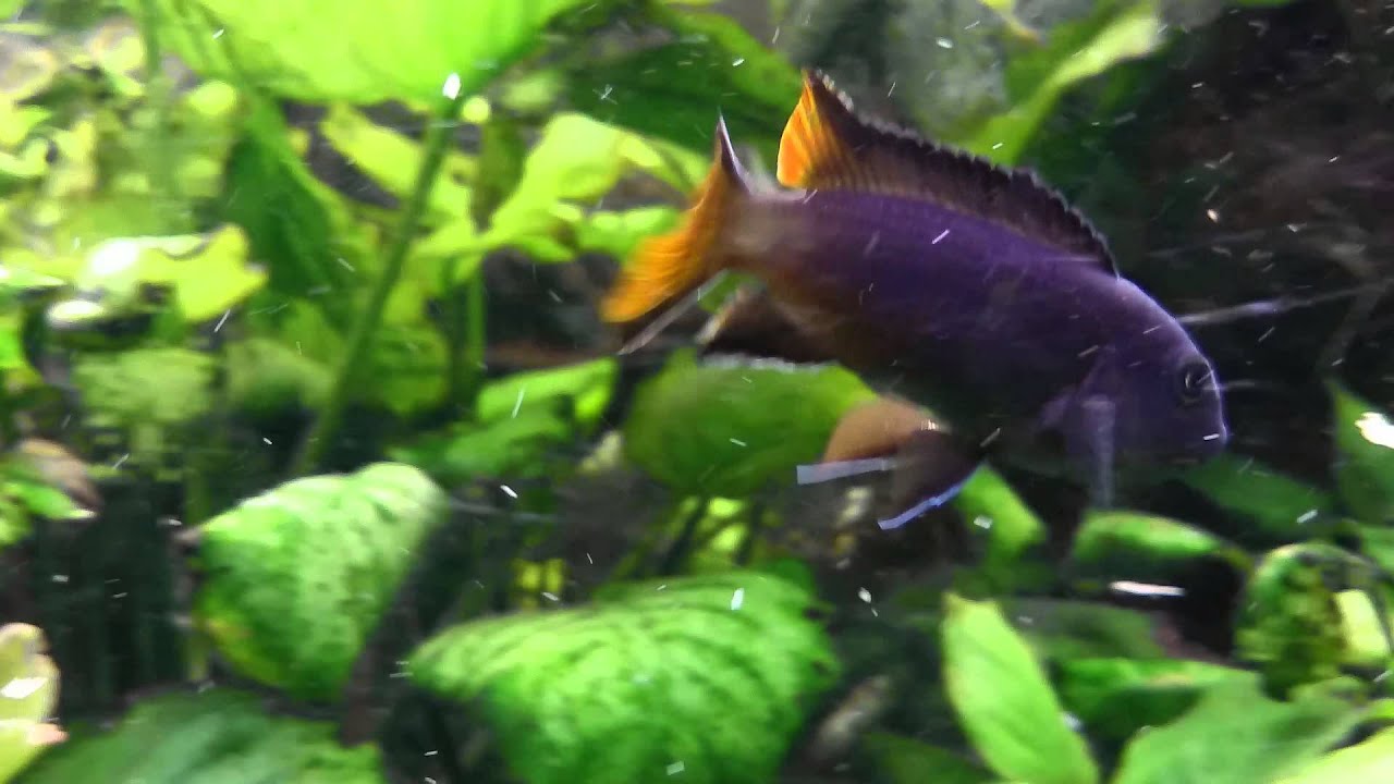 Pseudotropheus elongatus 'mpanga' female - YouTube
