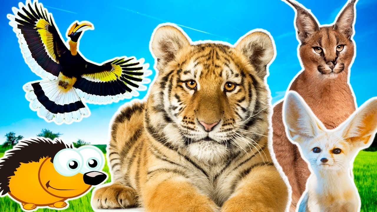 Animal Sounds | Wild Animal Sounds | Farm Animals #30 - YouTube