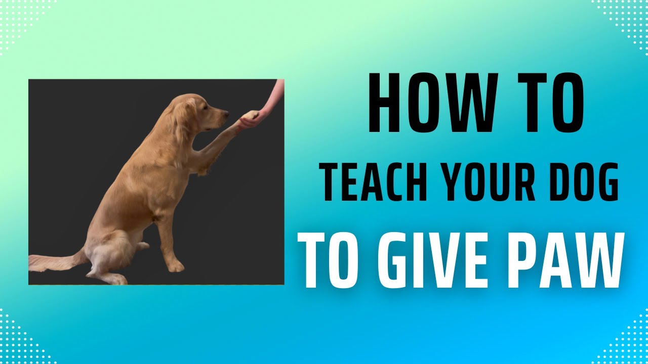 How to teach your dog to give paw. *EASY* - YouTube