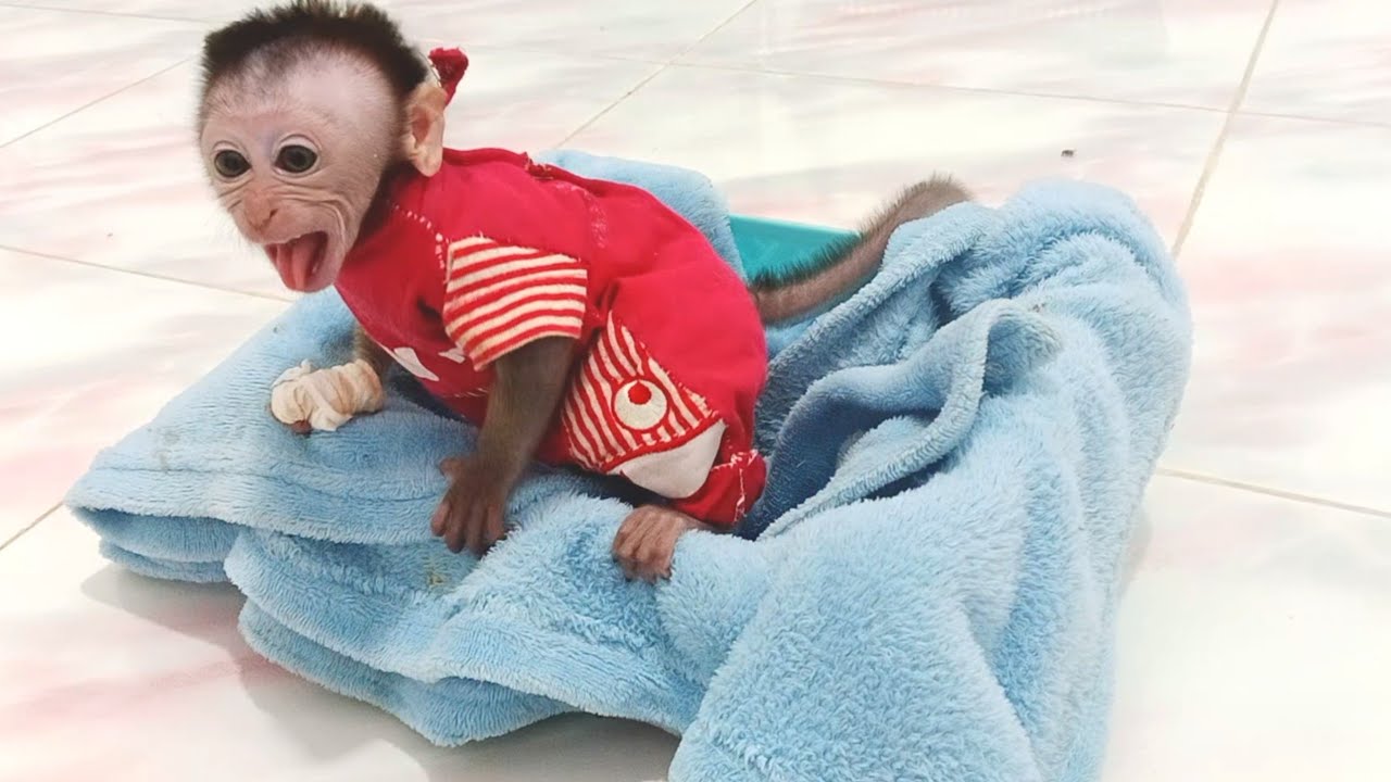 baby monkey annie need to change sucking finger behavior. - YouTube