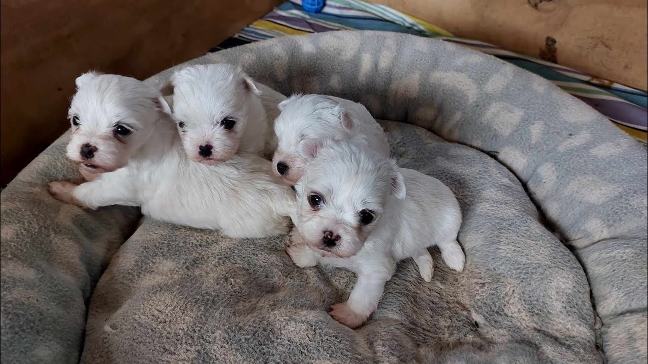 . 🐾💖 "Adorable 4.5 Week-Old Maltese Puppies: A Bundle of Cuteness!" # ...